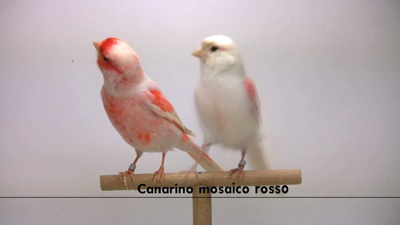 canarino rosso mosaico - YouTube