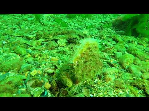 Atrina fragilis pinaları