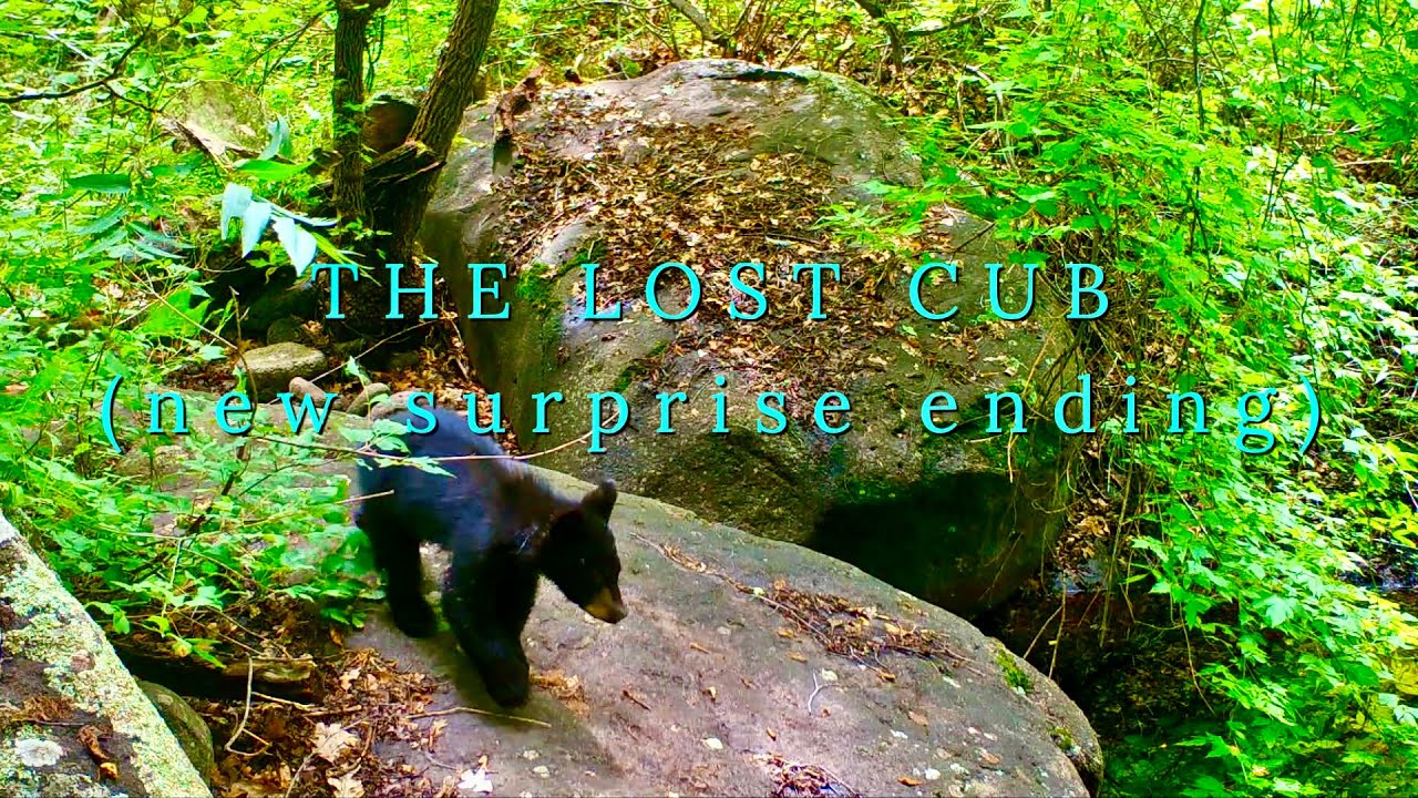 The Lost Cub (New Surprise Ending) - YouTube