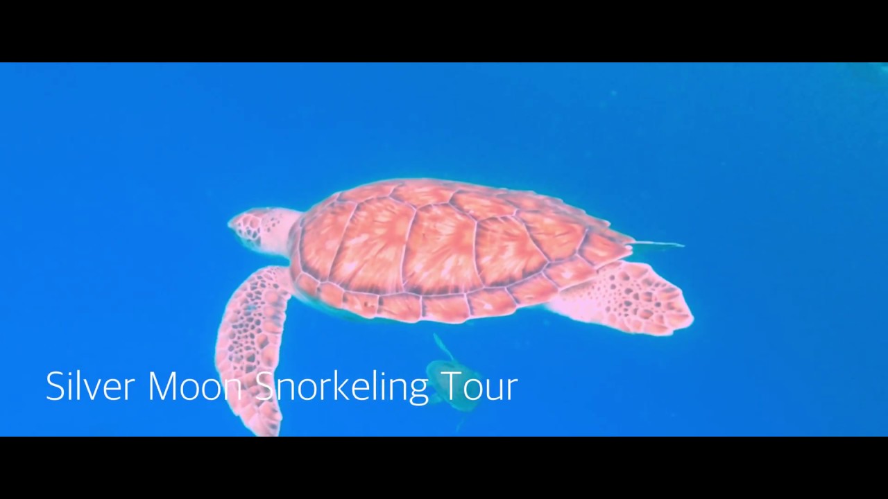 Silver Moon Snorkeling Tour in Barbados 4K - YouTube