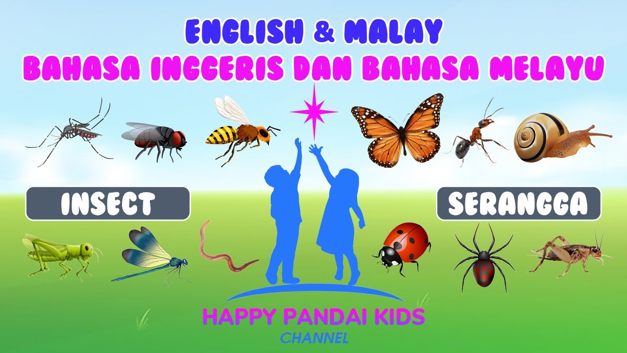 Insect / Serangga – in English & Malay language - YouTube