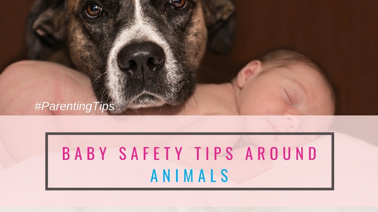 Baby Safety Tips Around Animals That Could Save Your Child’s Life - YouTube