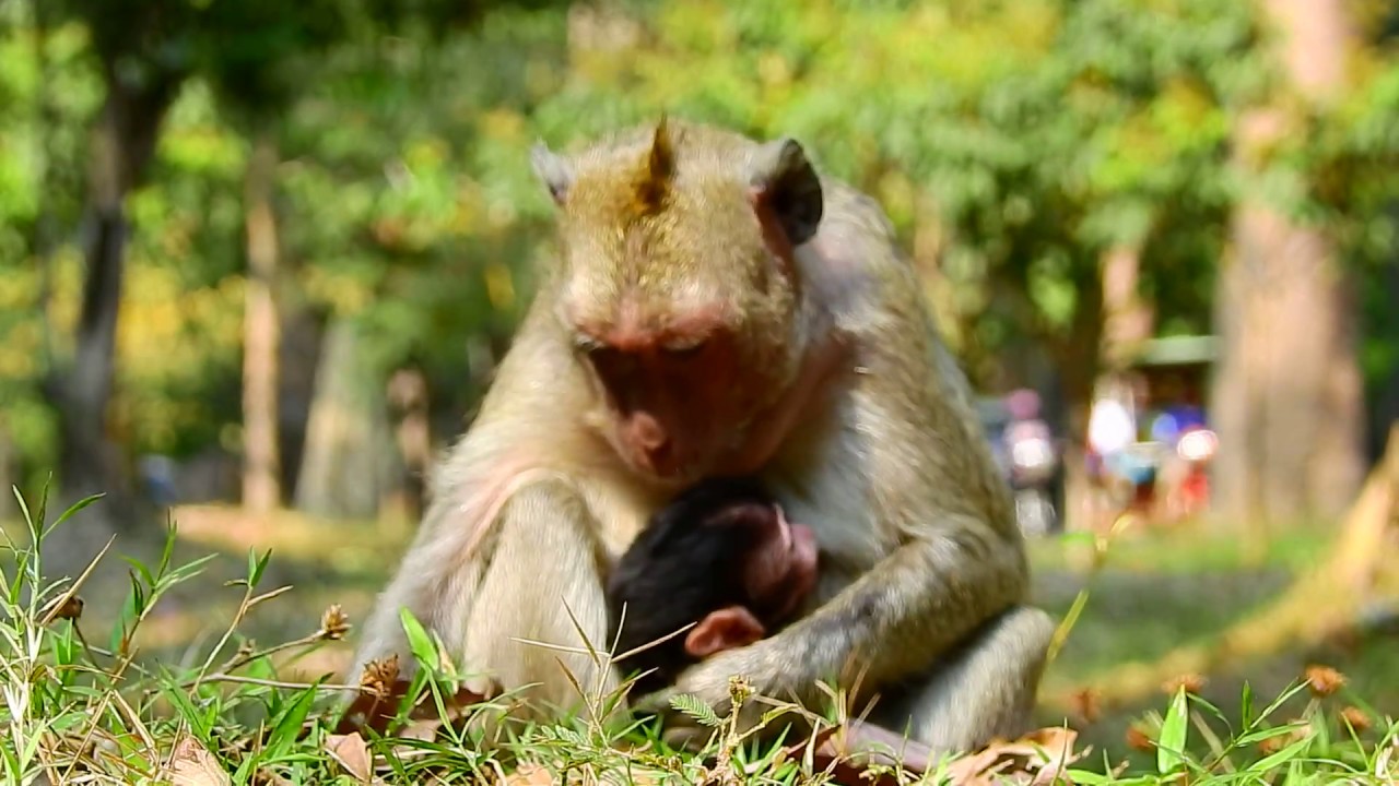 Mother monkey Rossa & baby Red at beautiful place. - YouTube