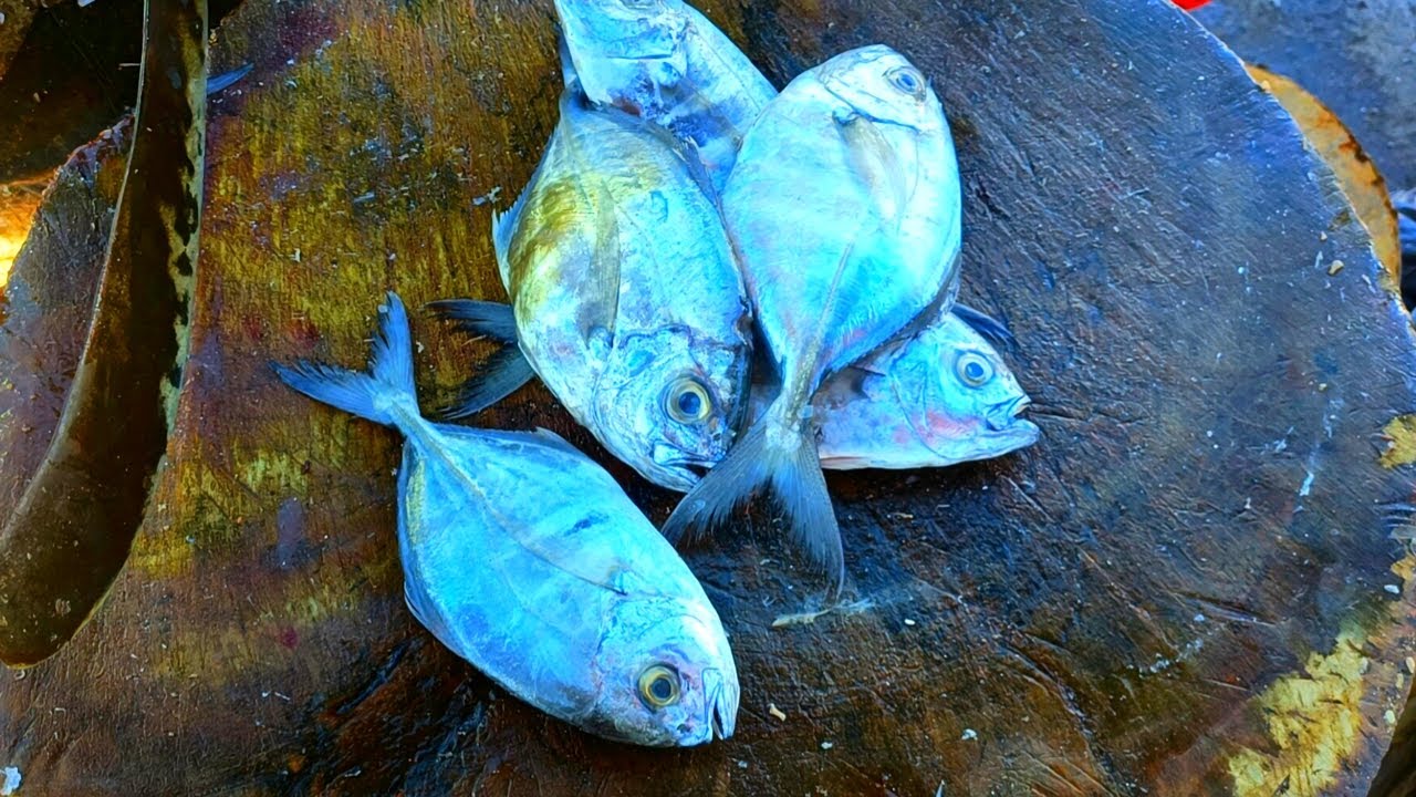 முசல் பாறை மீன் வெட்டுதல் / Small Trevally Fish Slice Cutting / CT 360 ...