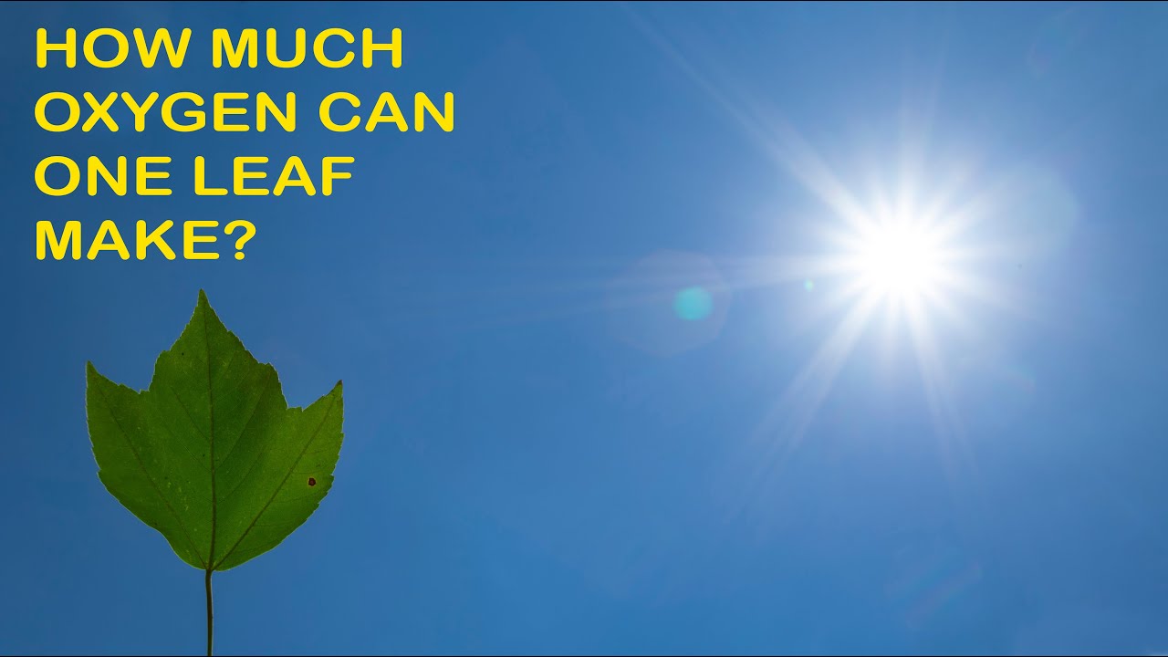 How long it takes one leaf to produce a breath of oxygen: an exercise ...