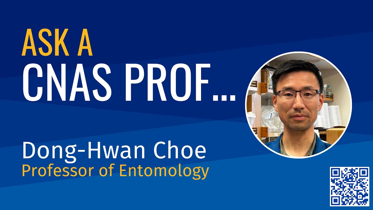 Ask a CNAS Prof: Dong Hwan Choe, Cooperative Extension (CE) Specialist & Professor of Entomology ...