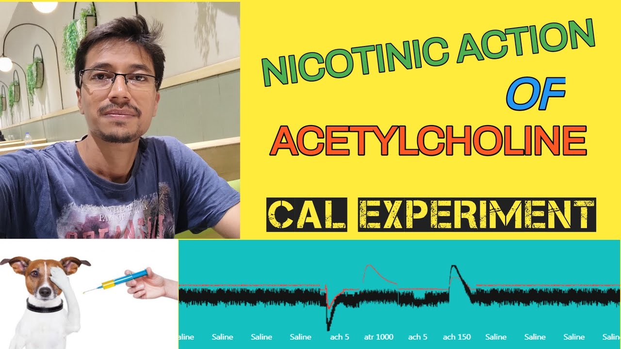 Demonstrate The Nicotinic Action Of Acetylcholine l Dog Blood Pressure ...