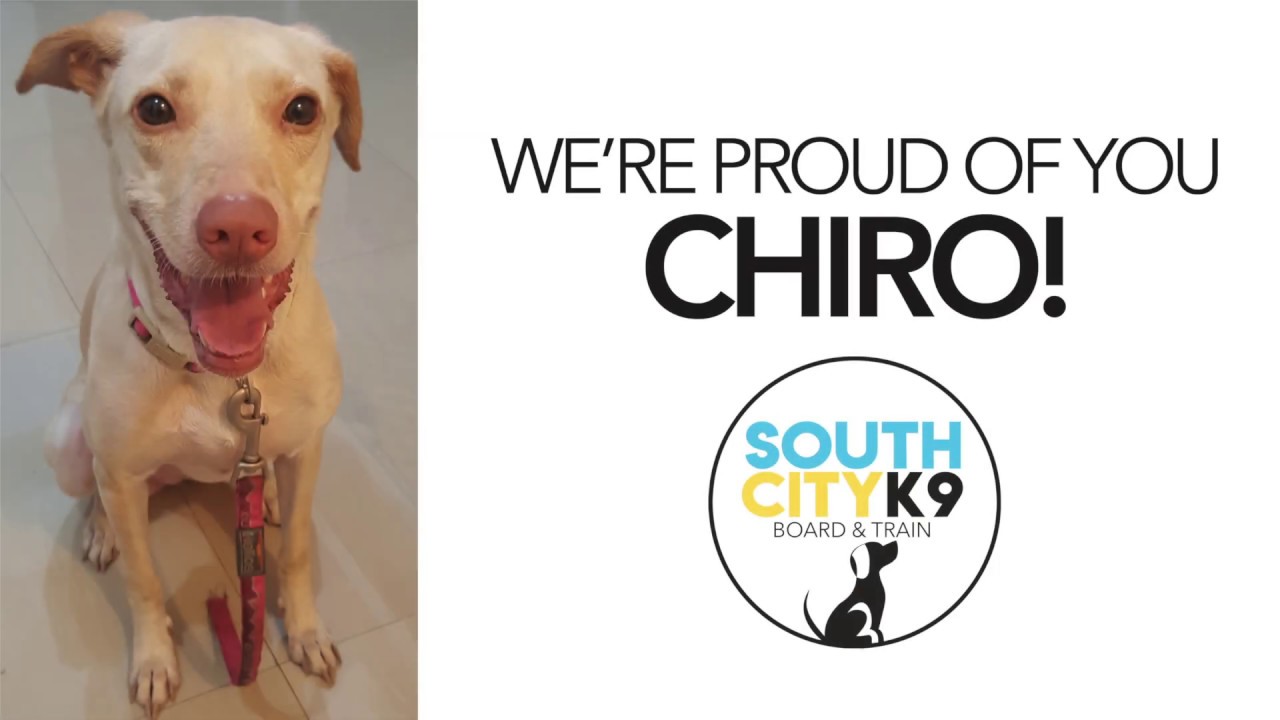 South City K9 Dog Training Behavior Management CHIRO! - YouTube