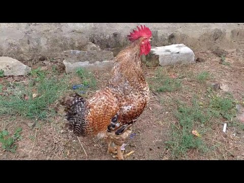 Hen sound /real hen sound / hen crowing sound // big hen sound - YouTube