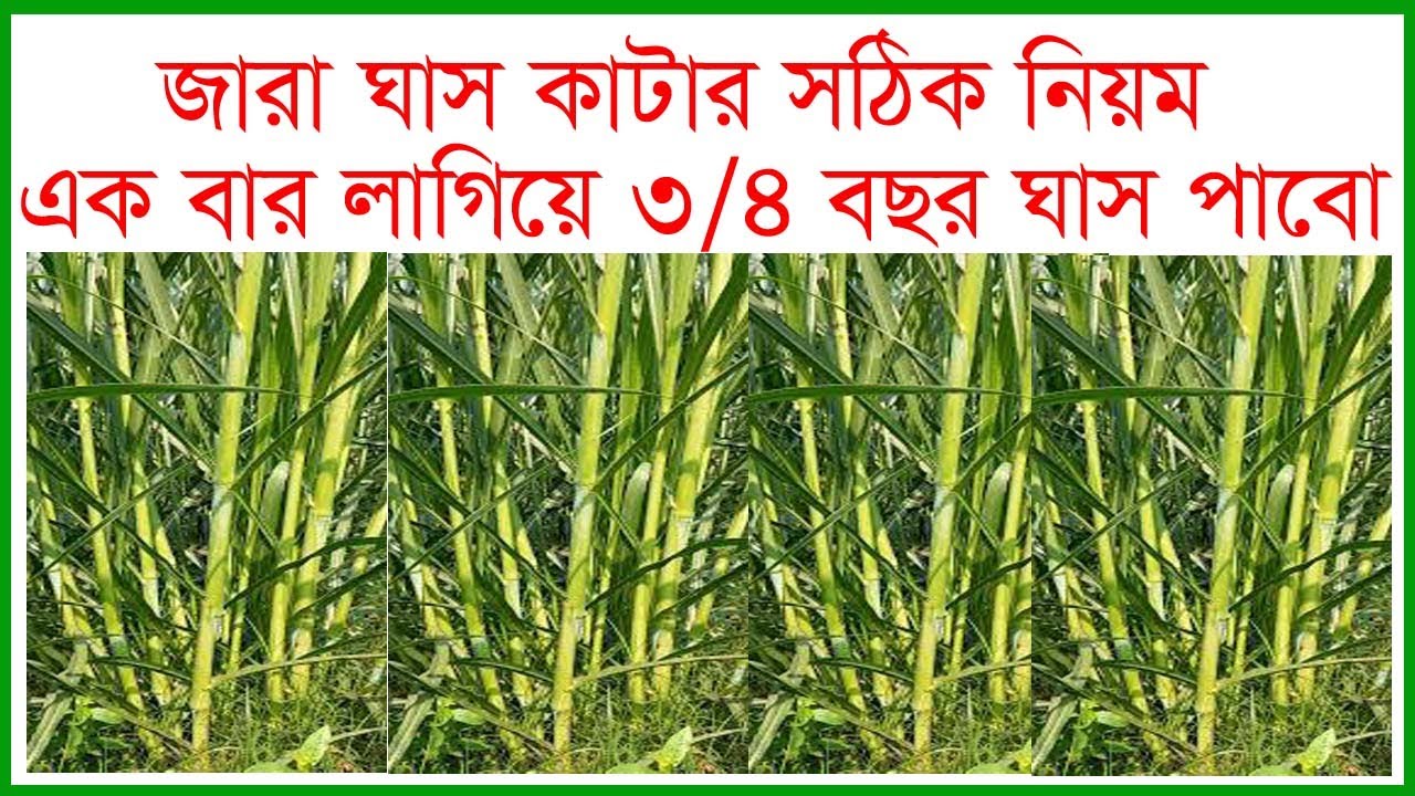 Grass Cultivation is the most important Part of Dairy Farm| - YouTube