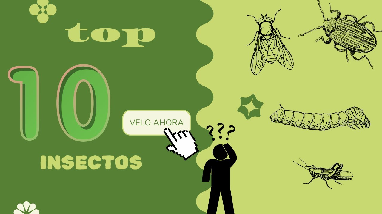 ¡Los 10 insectos más RAROS del mundo! - YouTube