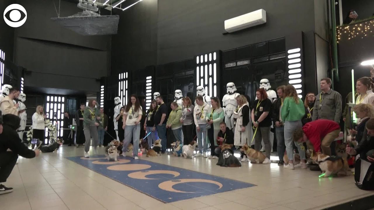 Corgis dress in Star Wars outfits for anniversary of exhibition in ...