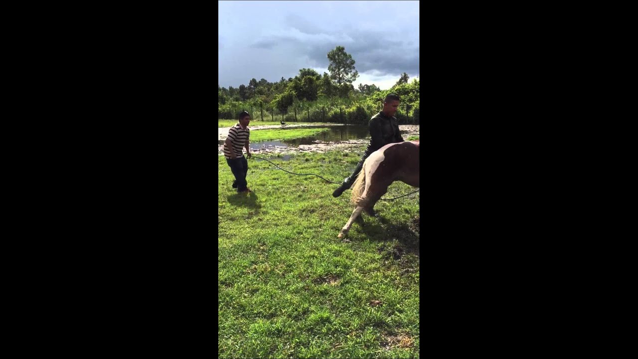 Wild Pony Riding - YouTube