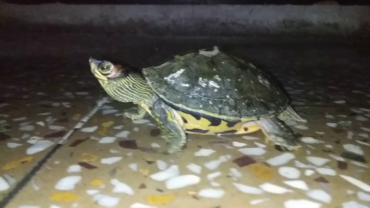 2019 tortoise - YouTube