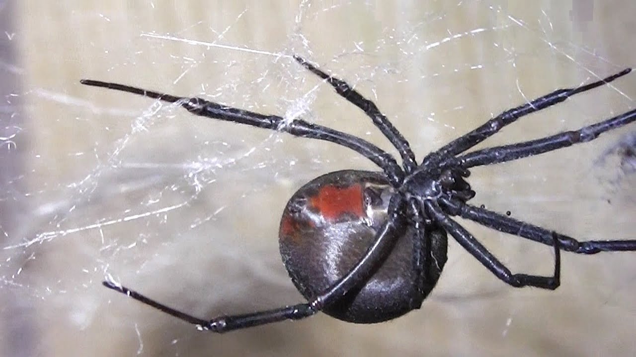 Redback Spider /╲/\(╭ _ ╮)/\╱\ - YouTube