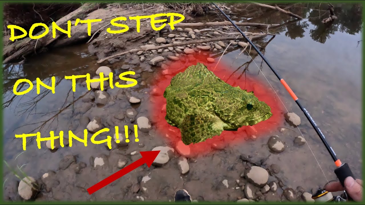 DEADLY Freshwater Stonefish found while Bass Fishing! Nepean River NSW ...