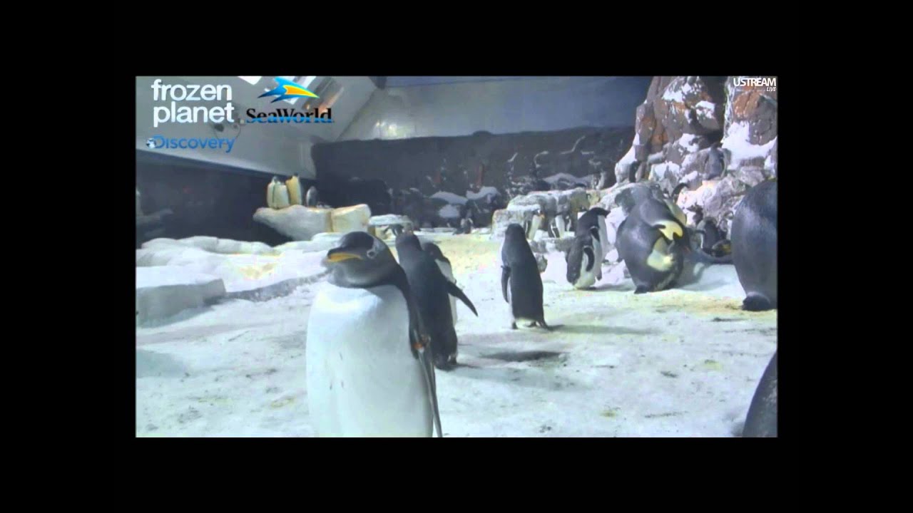 SeaWorld's Live Penguin Cam: Frozen Planet Discovery Channel - YouTube
