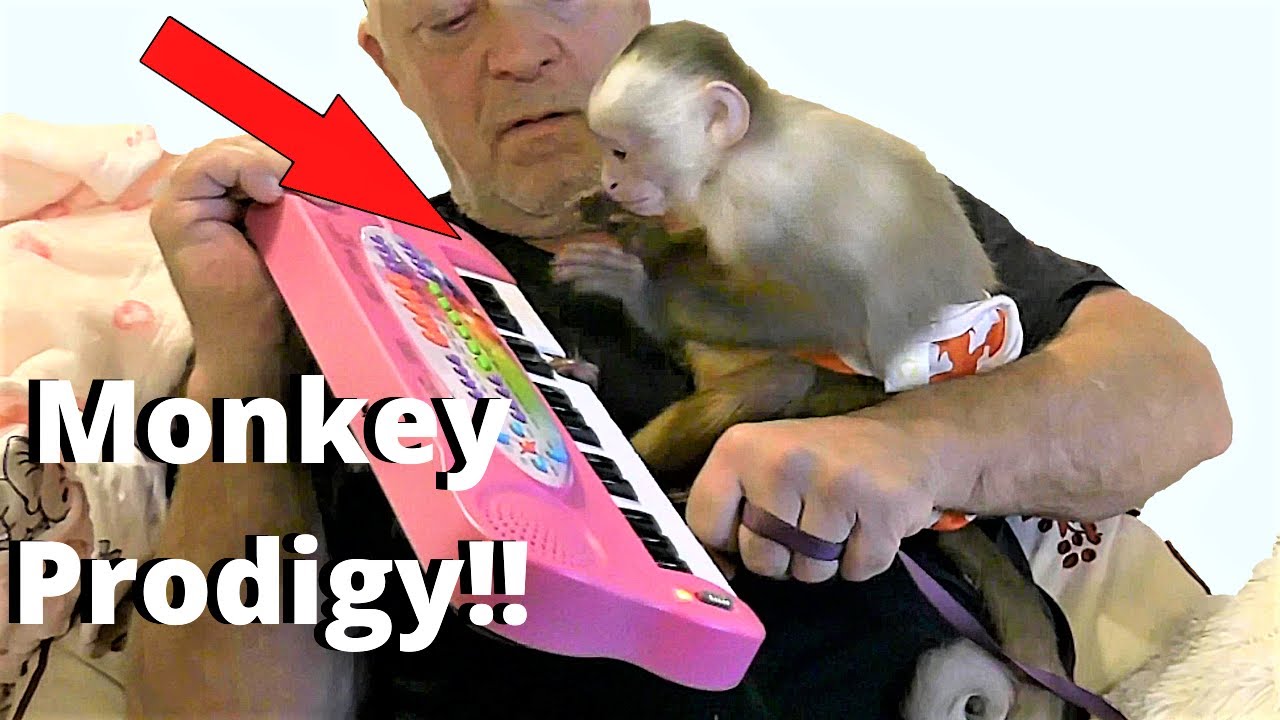 UNBELIEVABLE!! Monkey Thinks She Can Play Piano Like A Pro On Her ...