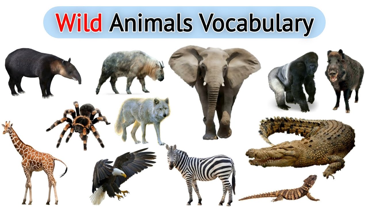 Wild Animals Vocabulary | Learn Names of Wild Animals in English | Part ...