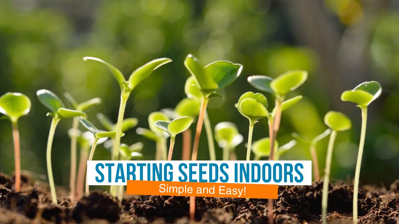 Spring Garden Seed Prep || Using Mars-Hydro #marshydroreview - YouTube