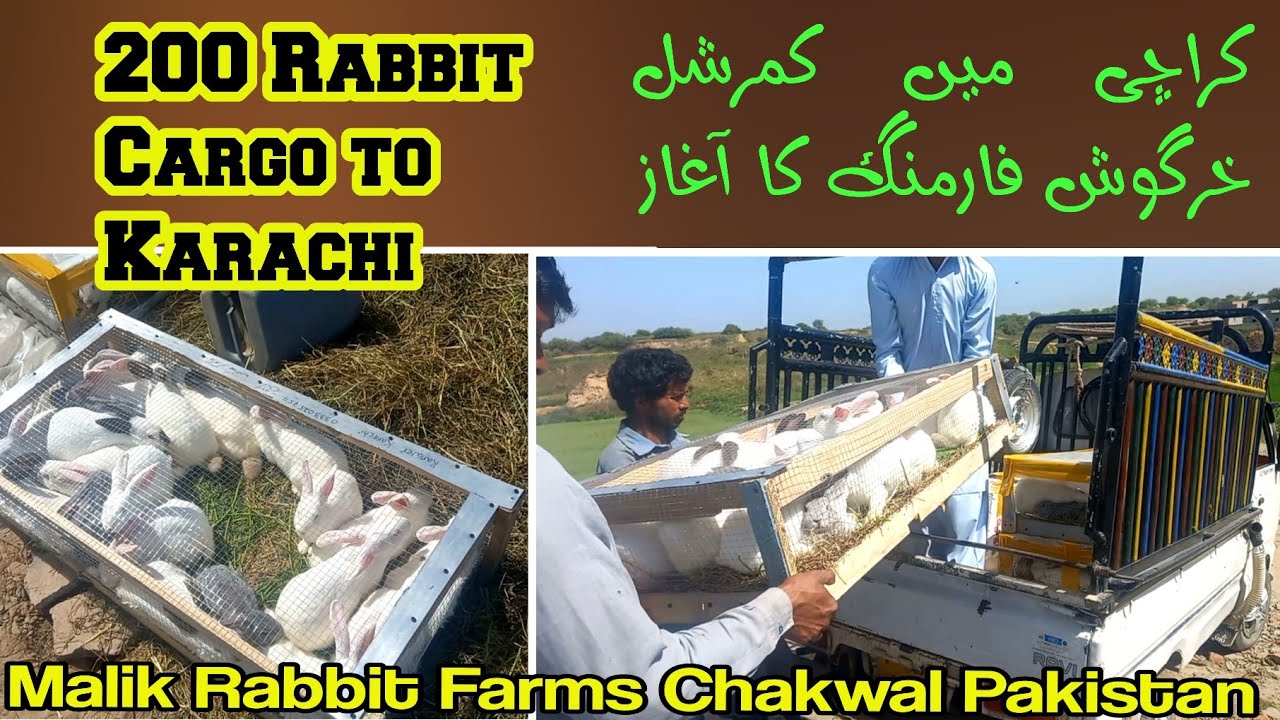 200 Rabbit Cargo to Karachi || Commercial Rabbit Farming in Pakistan ...