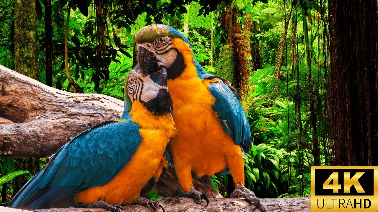 3 HRS Of Beautiful Birds🦜in 4K: Nature Relaxation, Stress Relief ...