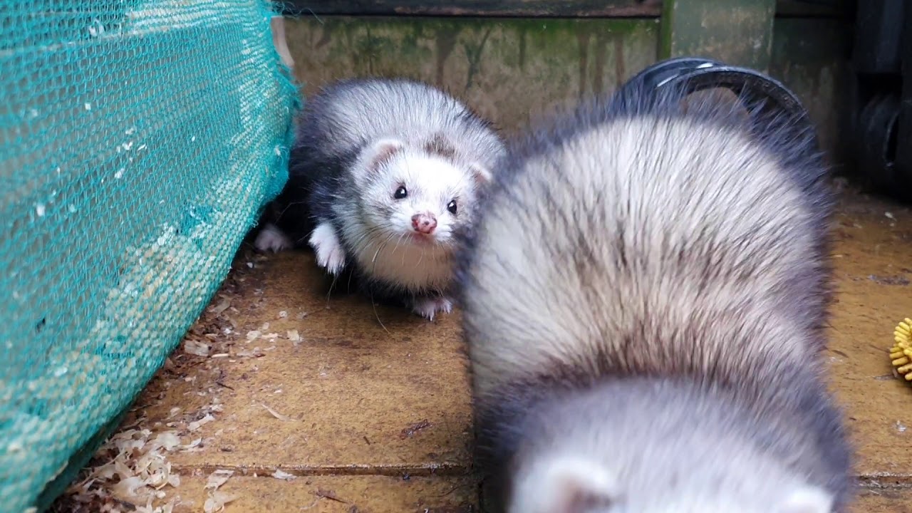 disabled ferrets having playtime - YouTube
