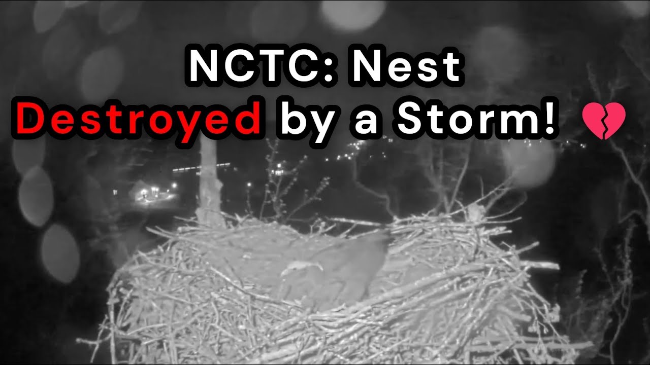 Nest Destroyed by a Storm with Heartbreaking UPDATE. 4/19/25 - NCTC, WV ...