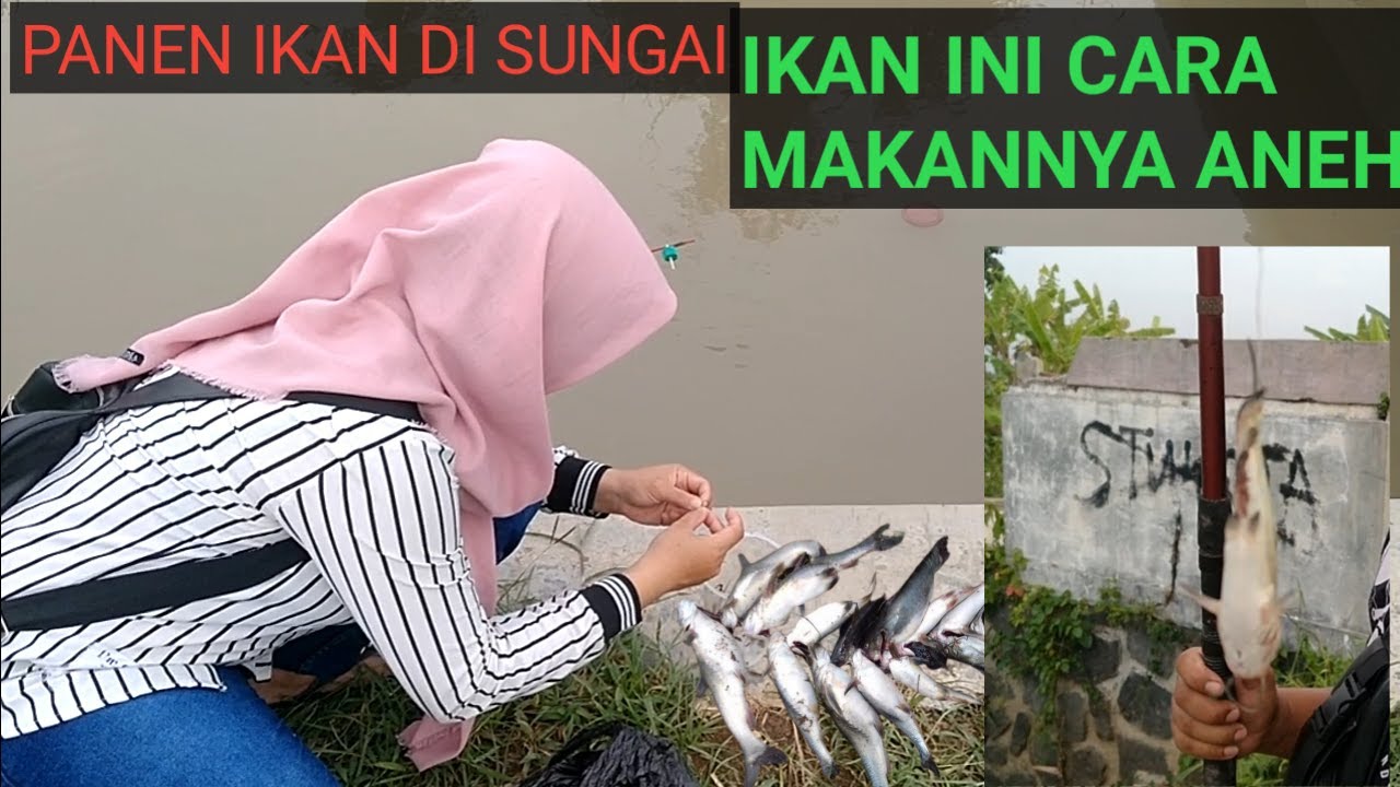 memancing ikan di sungai kecil bikin asik sekali - YouTube