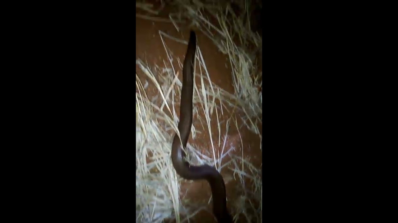 Indian sand boa snake- Manuli Pambu(Tamil) - YouTube