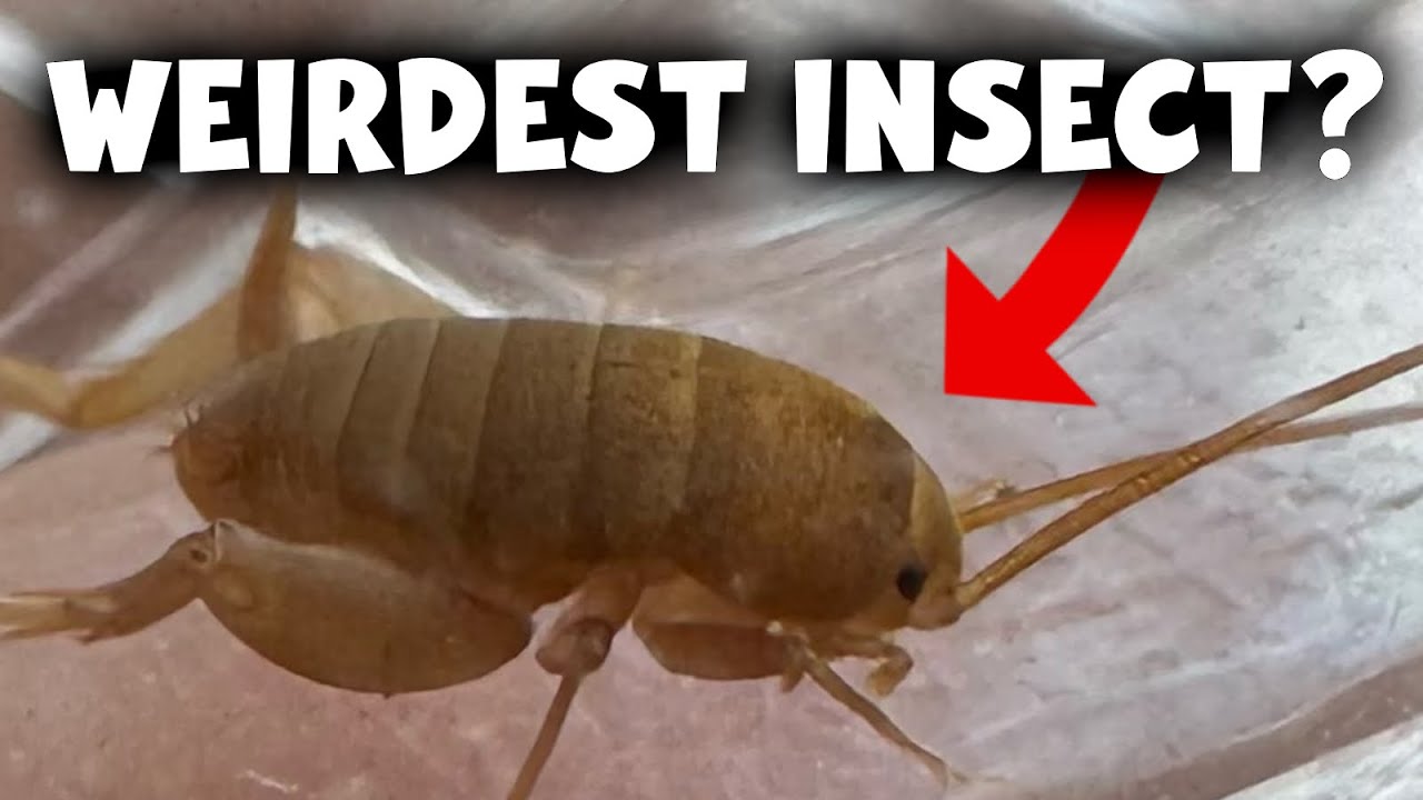 This TINY Cricket is a BIZARRE Parasite! - The Ant Cricket - YouTube