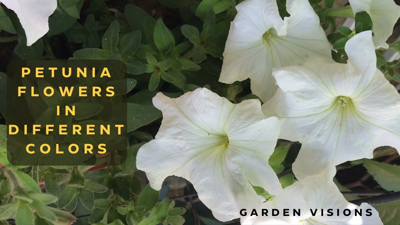 PETUNIA BLOOM | Petunia flowers in different colors in my garden. - YouTube