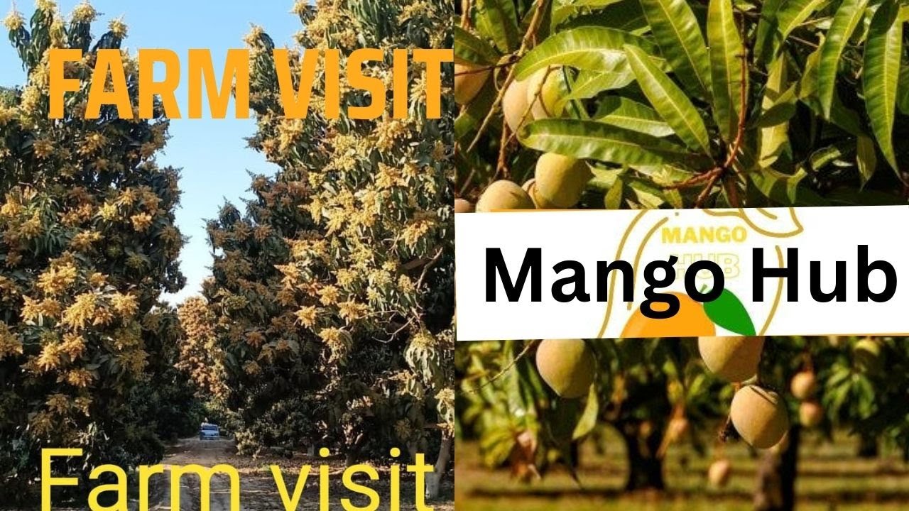 Farm visit of Mango Hub - YouTube