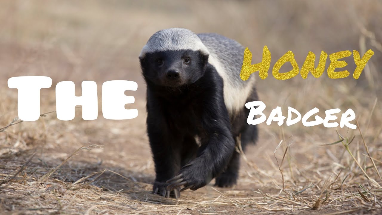 Honey badger: fearlessness, omnivorousness, and resourcefulness. - YouTube