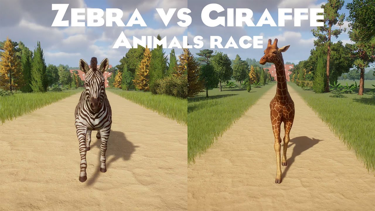 Plains Zebra vs Reticulated Giraffe Animals Races | Zebra vs Giraffe ...