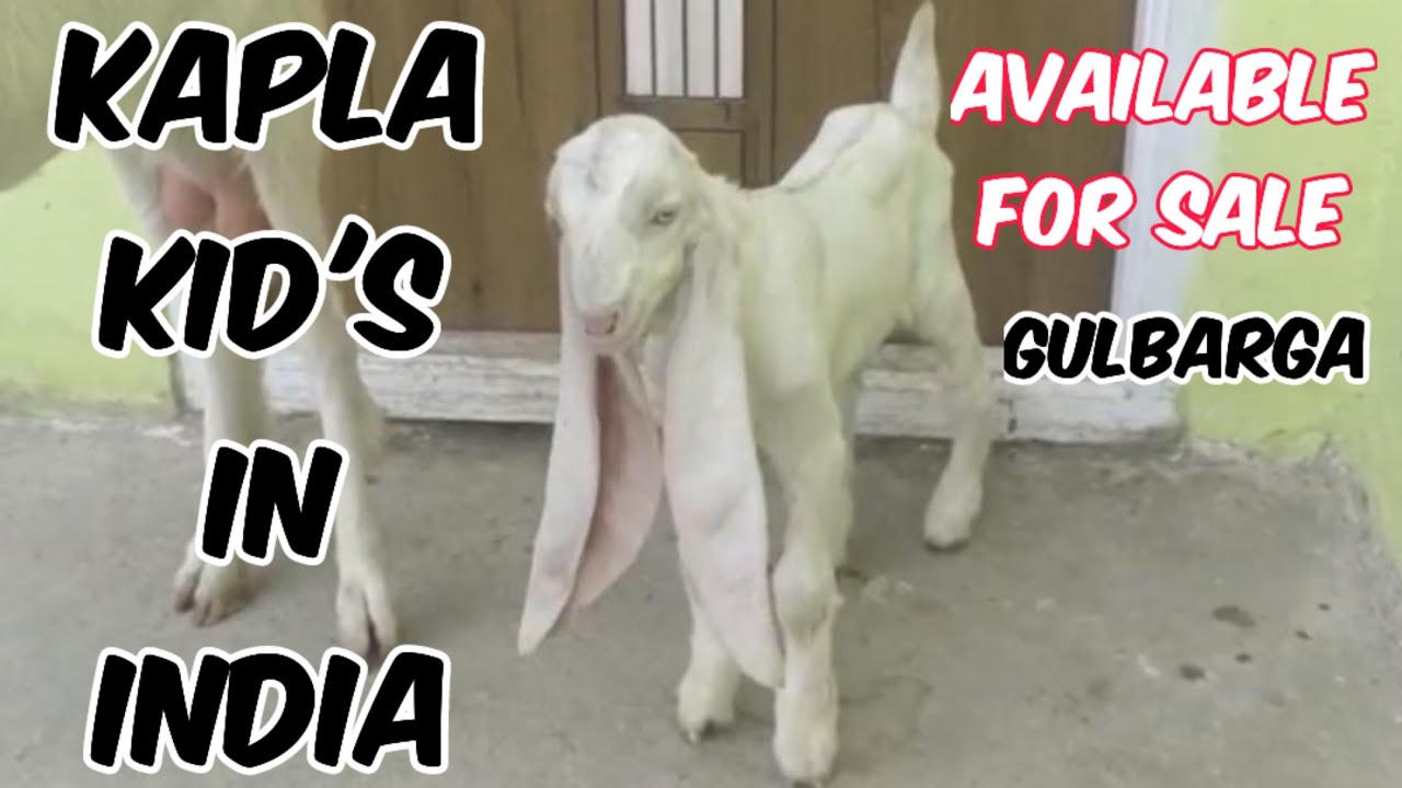 kapla goats in India Gulbarga | Rocket breedline hyderabadi 🐐 kids in ...