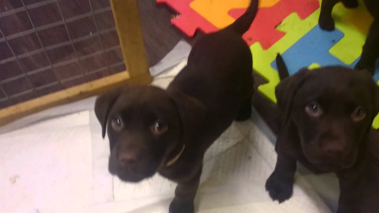 Day 50: Ruby's Chocolate Labrador Puppies - YouTube