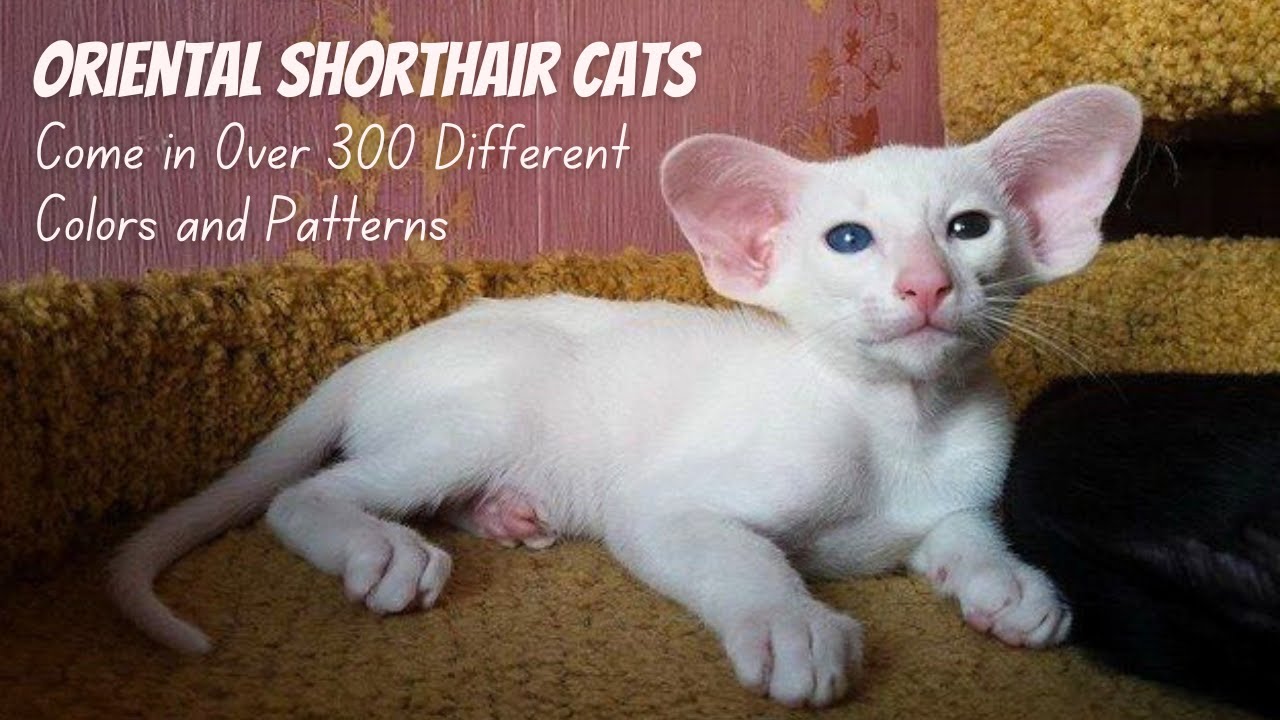 Oriental Shorthair Cat Breed: 5 Things You Didn't Know - YouTube