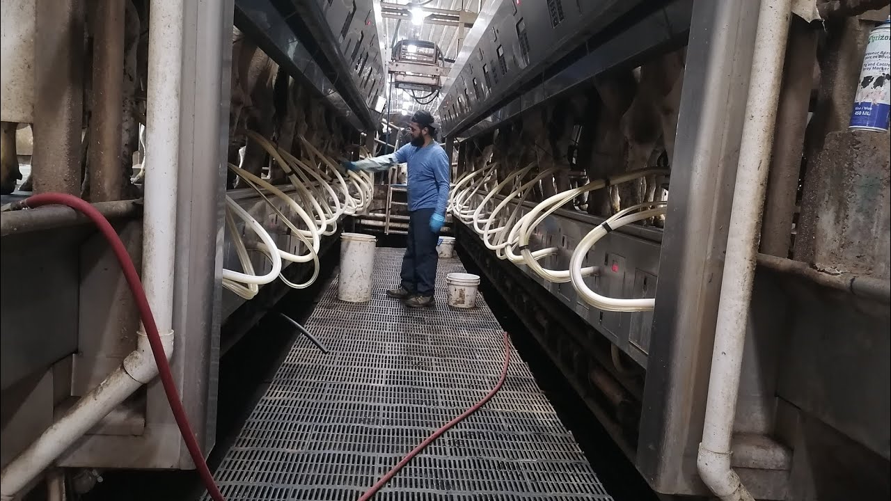 granjas de ordeño de vacas lecheras en Canadá, holisten y Brown - YouTube