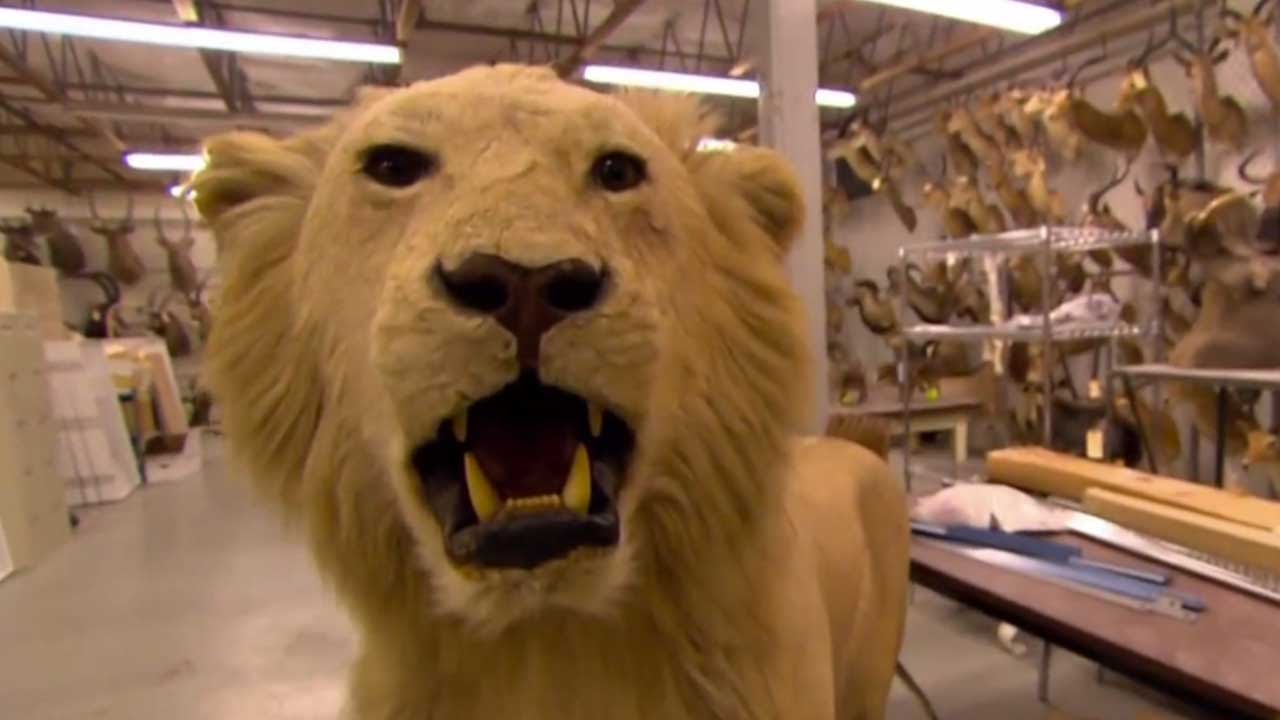Forensics Lab Solves Animal Crimes | TODAY - YouTube