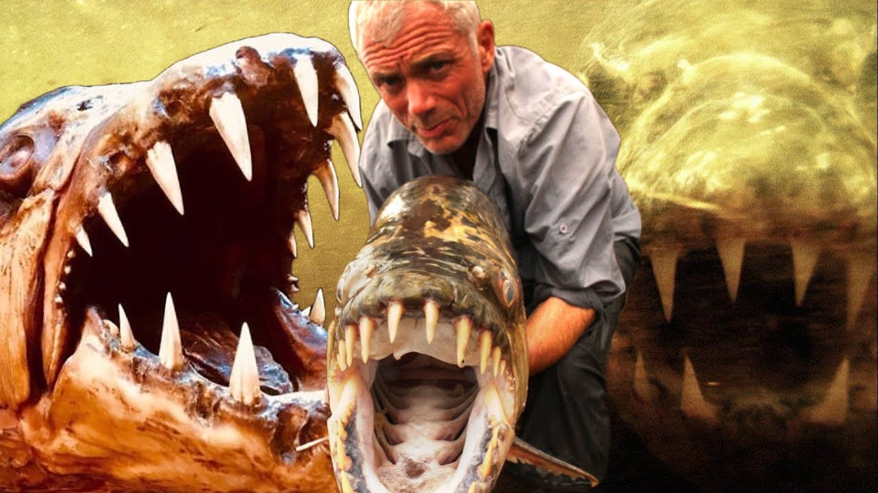 Man Eating River Monster - YouTube