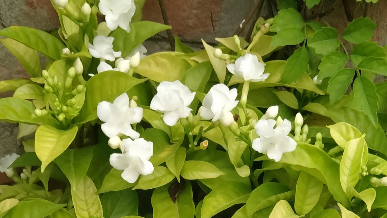 How to grow & care double chandani flower plant - YouTube