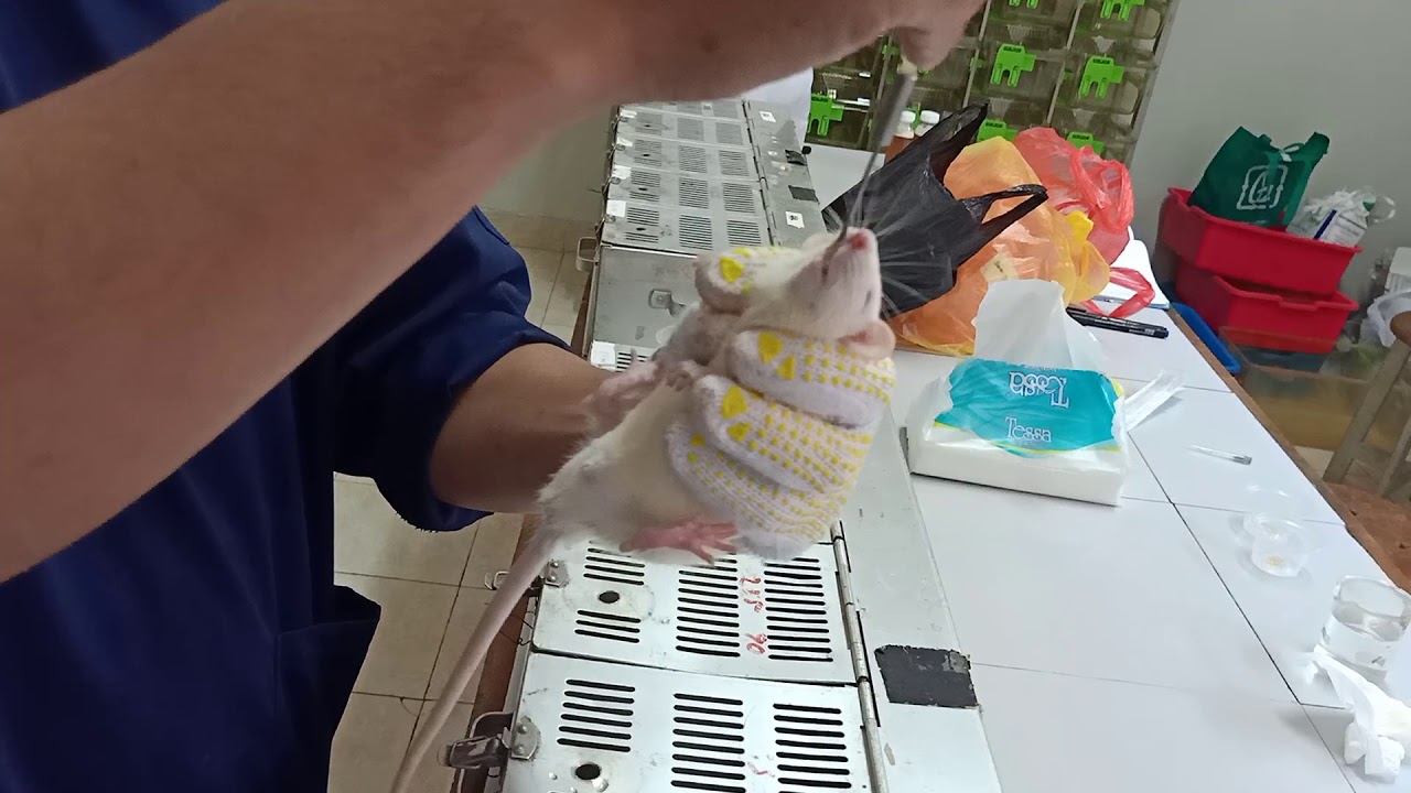 Proses Sonde atau Memasukan Madu Trigona sp melalui Oral ke Tikus ...