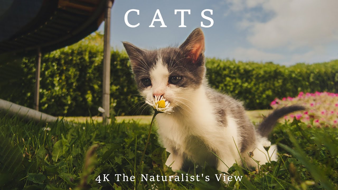 Cats 4K - Scenic Wildlife Film With Relaxing Music - YouTube