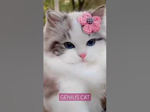Genius Cat | Cute Cats Video|#shorts #reels #baby #cat#catlover #catlover#cats #animals|Genius ...