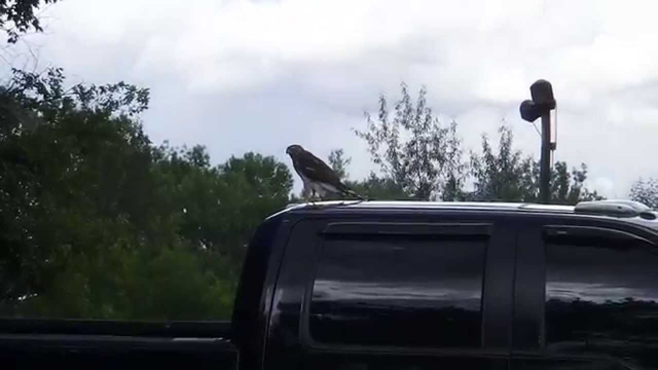 Hawk Chasing A Rabbit On Foot Under A Truck - YouTube