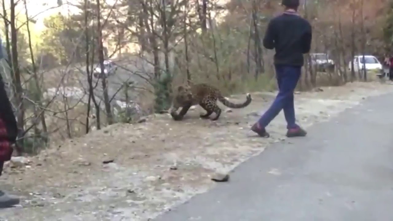 wild leopard playing with people Video pt 2 - YouTube