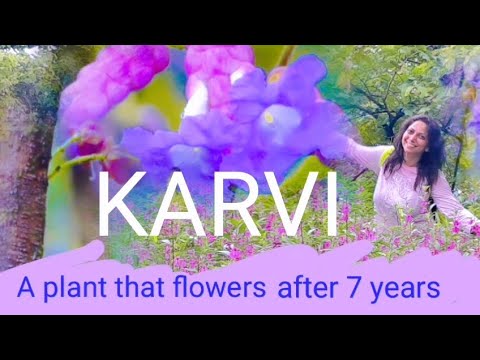 KARVI a plant that flowers after 7 years #shortsvideo#karviflowers# ...