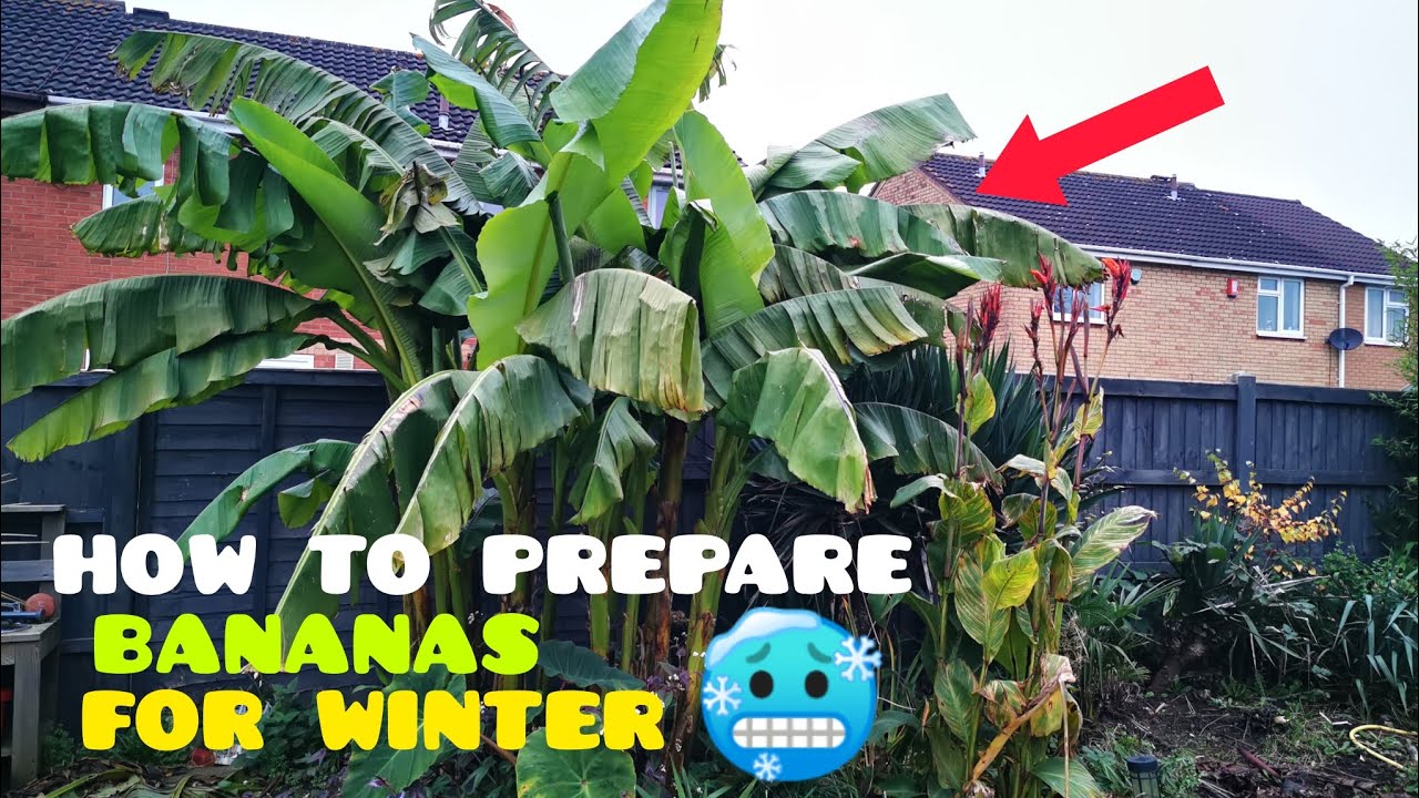 HOW To Prepare BANANA PLANTS For WINTER? 🤔🥶 ( Musa Basjoo & Musa ...