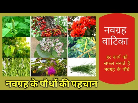 नवग्रह के पेड़ पौधों की पहचान | Navagraha Vatika | Navagraha Plants ...